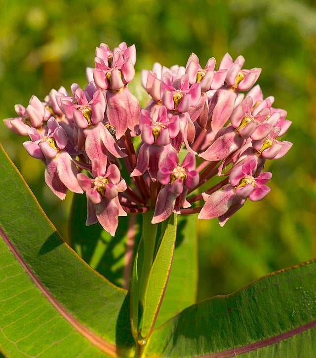 Asclepias sullivantii - Prairie Milkweed : Riley Native Plant Nursery ...