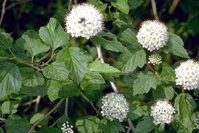 Physocarpus opulifolius - Prairie Ninebark : Riley Native Plant Nursery ...