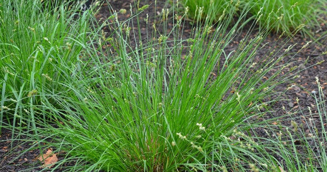 carex grayi native range