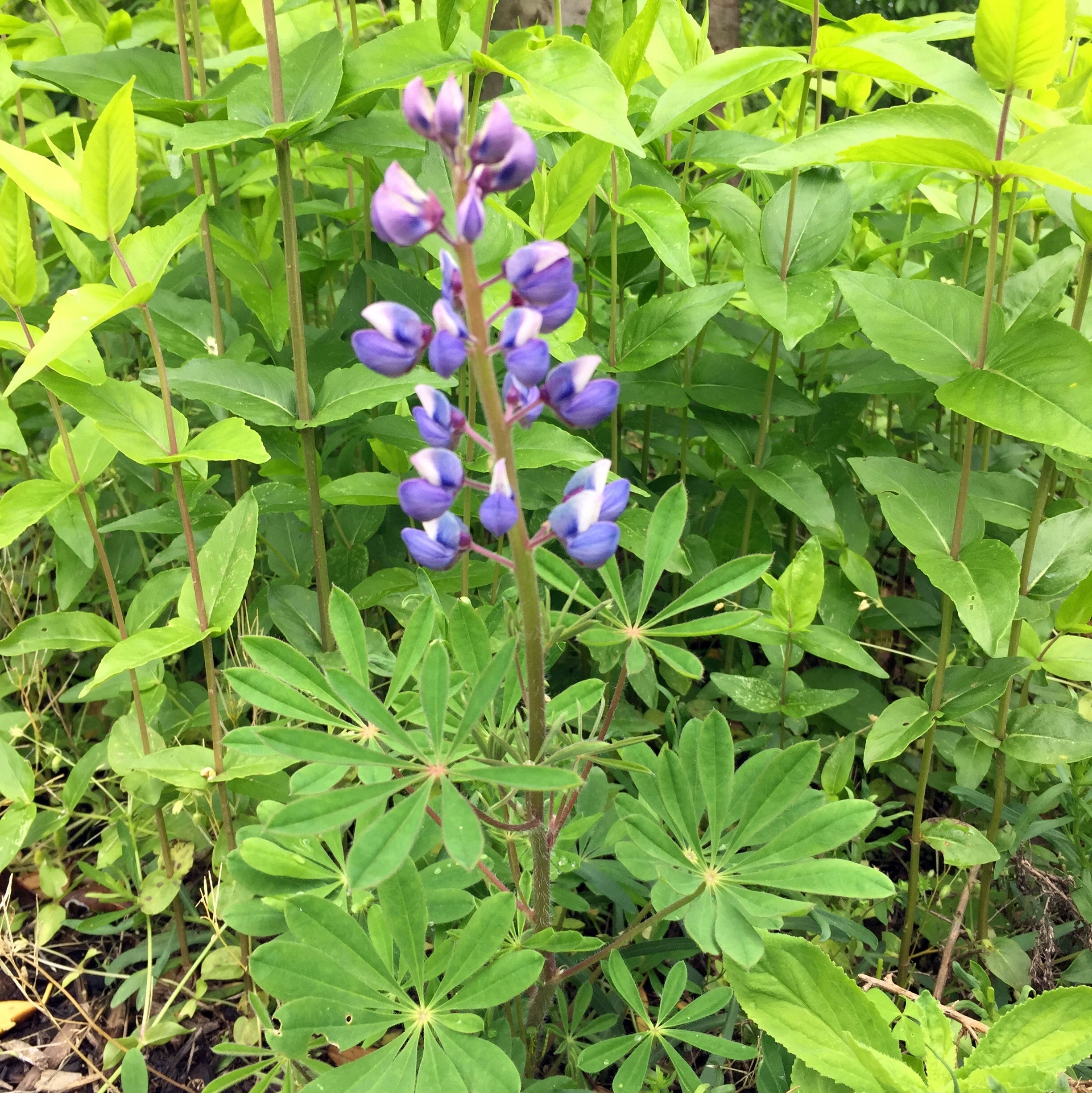 Lupinus perennis - Wild Lupine : Riley Native Plant Nursery | Riley ...