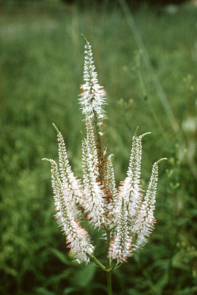 Veronicastrum virginicum - Culver’s Root : Riley Native Plant Nursery ...