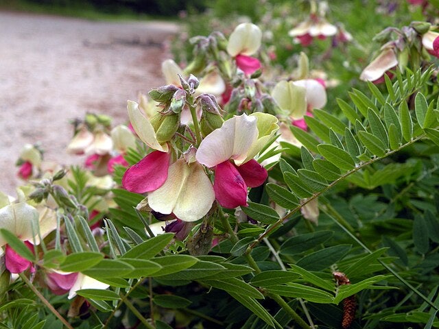 Tephrosia virginiana - Goat's Rue : Riley Native Plant Nursery | Riley ...