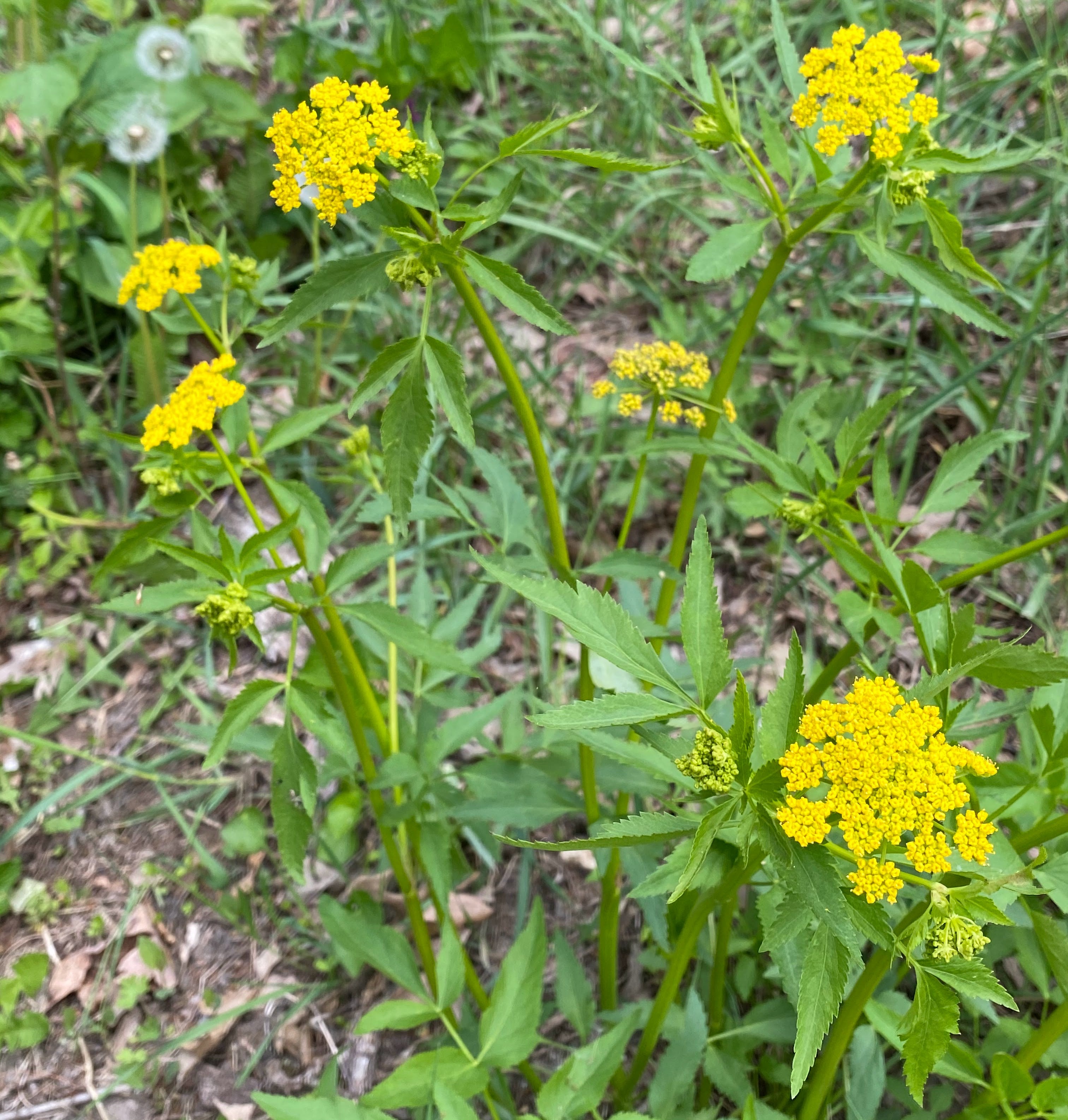 Zizia aurea - Golden Alexanders : Riley Native Plant Nursery | Riley ...