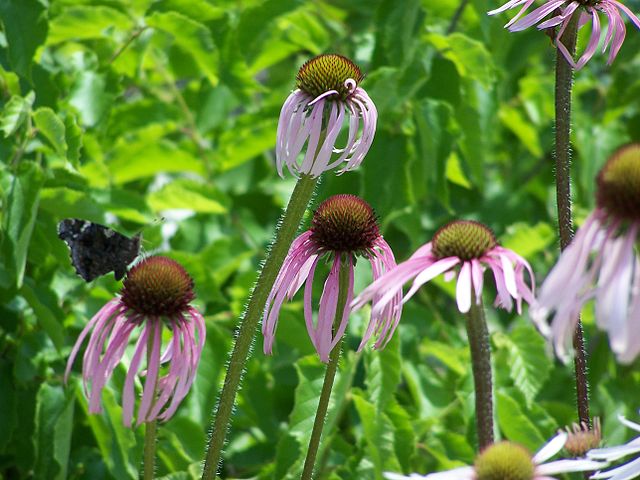 Echinacea pallida - Pale Purple Coneflower : Riley Native Plant Nursery ...