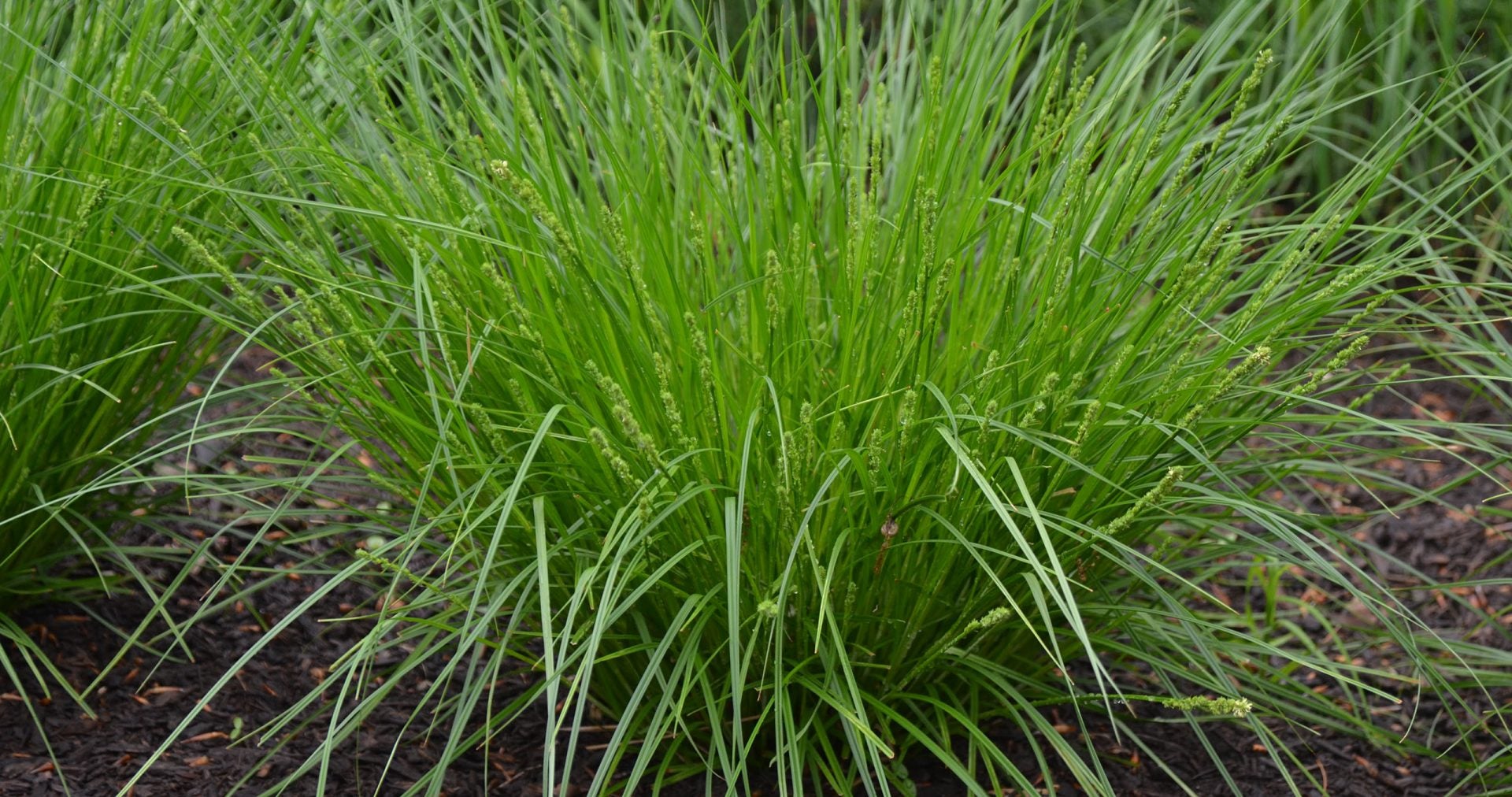 Carex annectens - Small Yellow Fox Sedge : Riley Native Plant Nursery ...