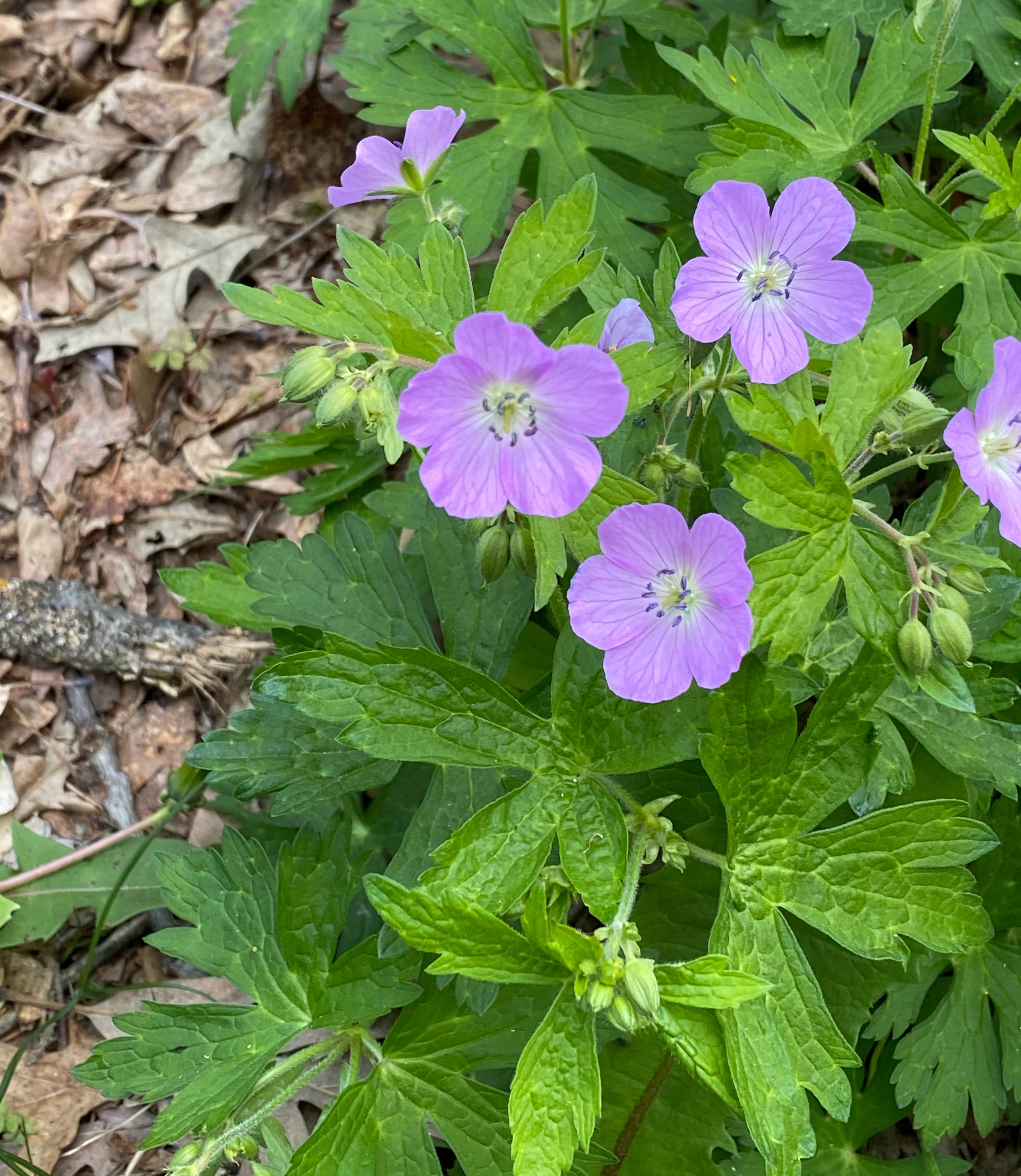 Geranium maculatum - Wild Geranium : Riley Native Plant Nursery | Riley ...