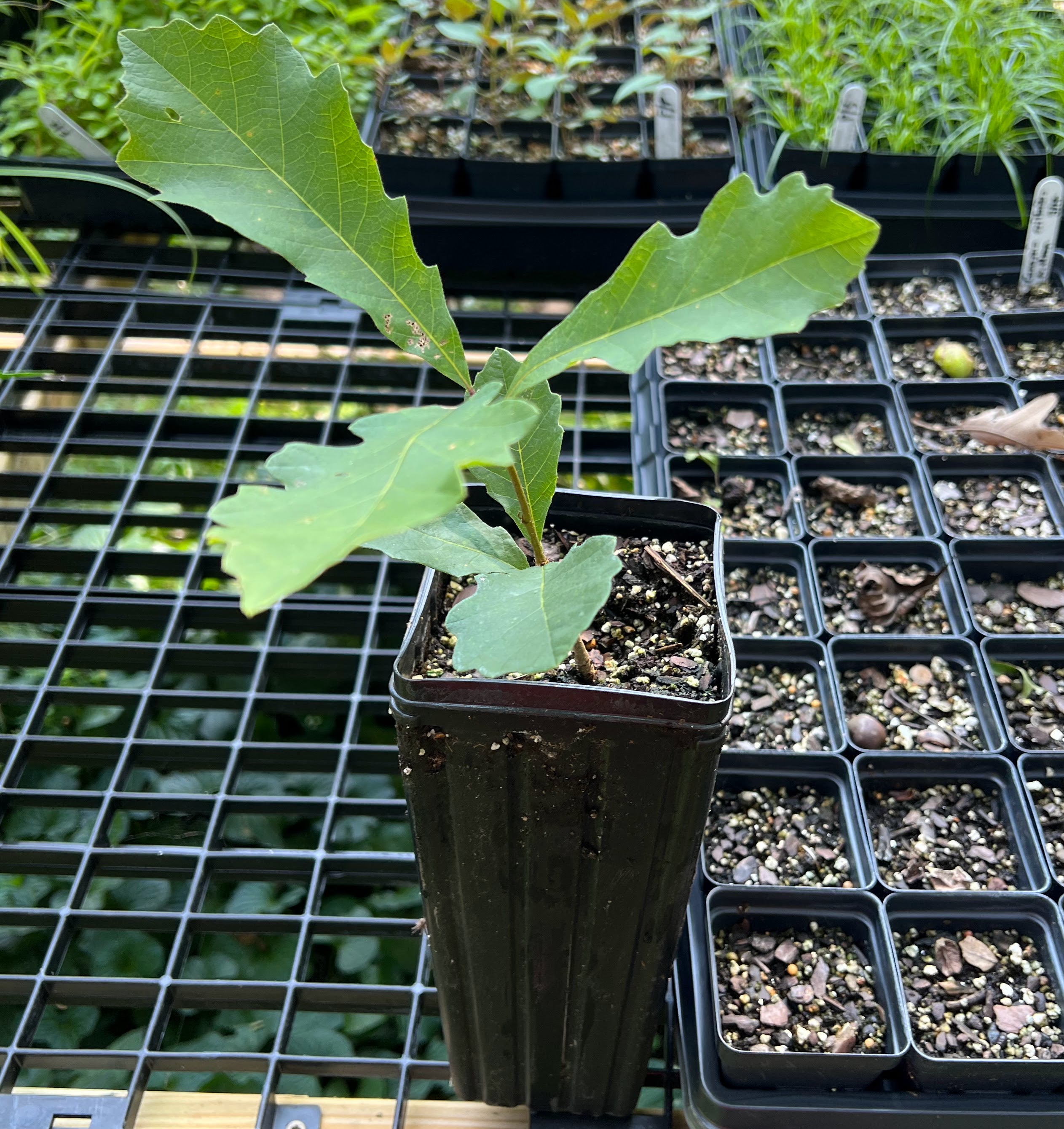 Quercus macrocarpa - Burr Oak : Riley Native Plant Nursery | Riley ...