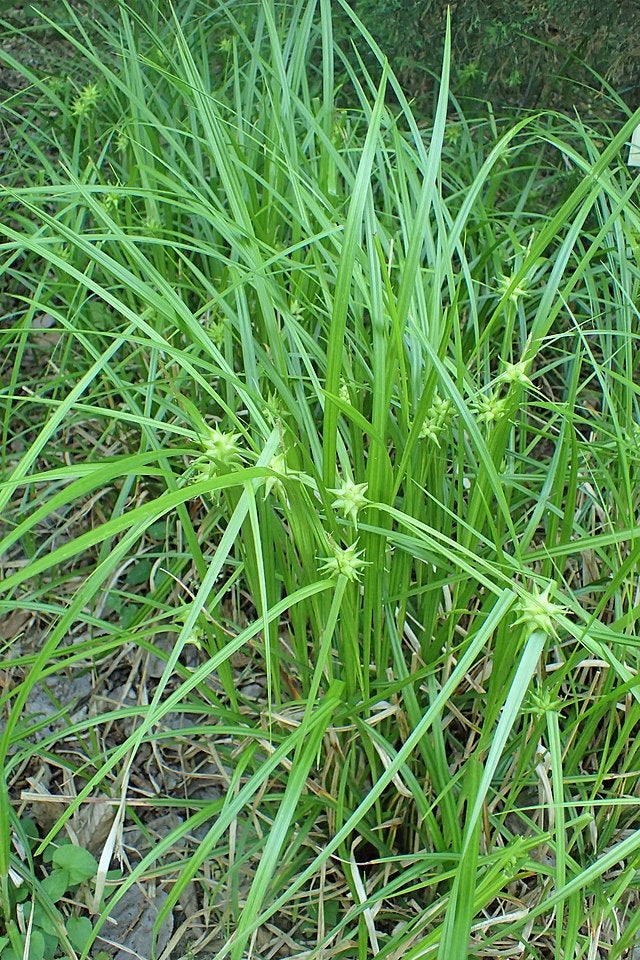 Carex grayi - Common Bur Sedge : Riley Native Plant Nursery | Riley ...
