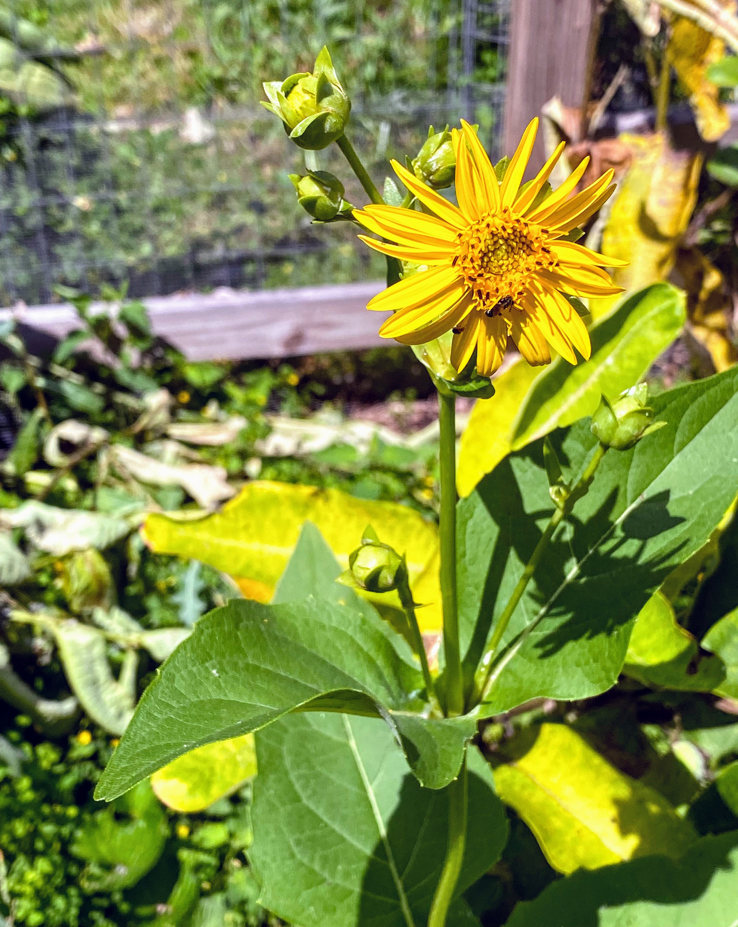 Silphium perfoliatum - Cup Plant : Riley Native Plant Nursery | Riley ...