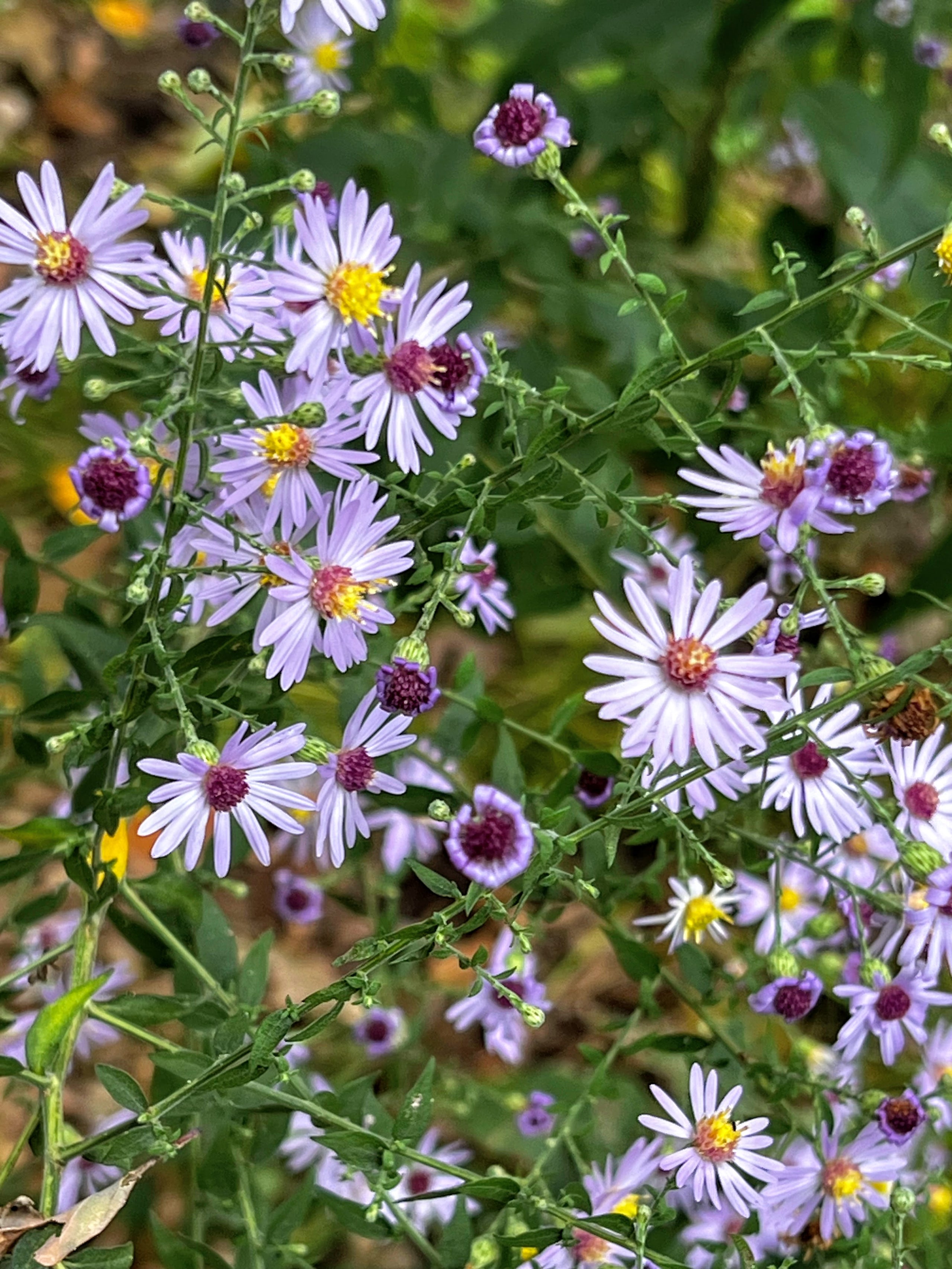 Symphyotrichum shortii - Shorts Aster : Riley Native Plant Nursery ...