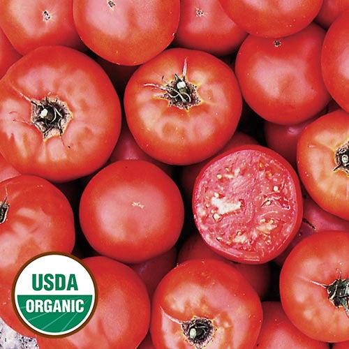 Wisconsin 55 Tomato | Riley Native Plant Nursery